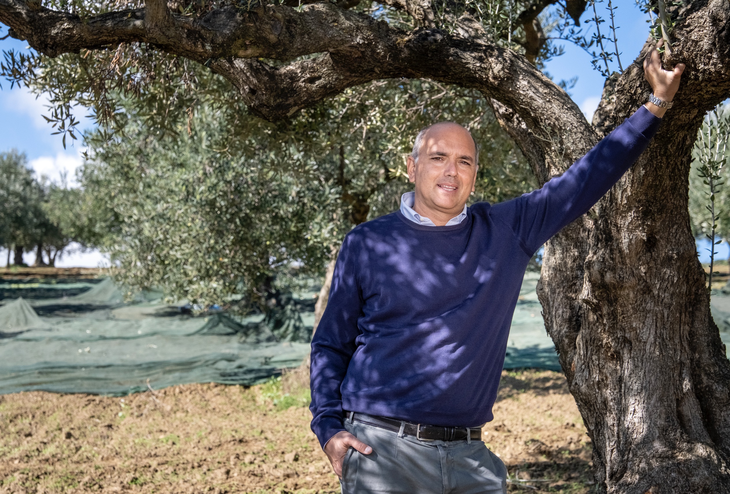 Come è andata l'olivagione 2024 tra valle del Belice e monrealese ...