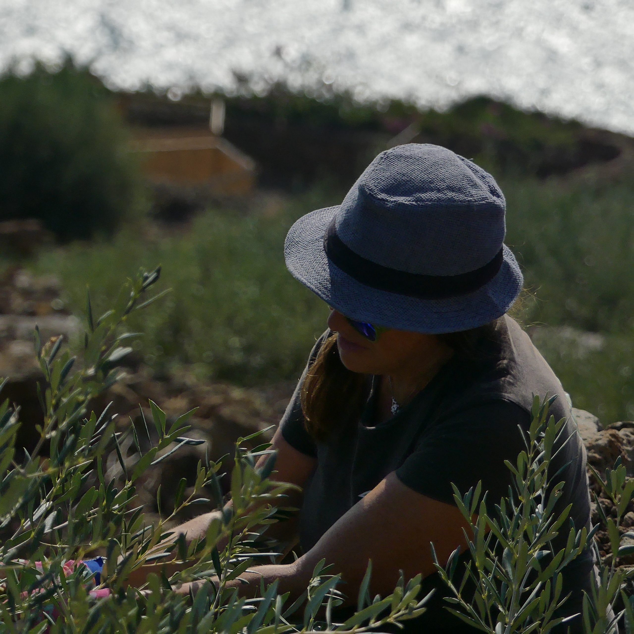 Stefania De Carlis e gli olivi striscianti di Pantelleria - Olio ...